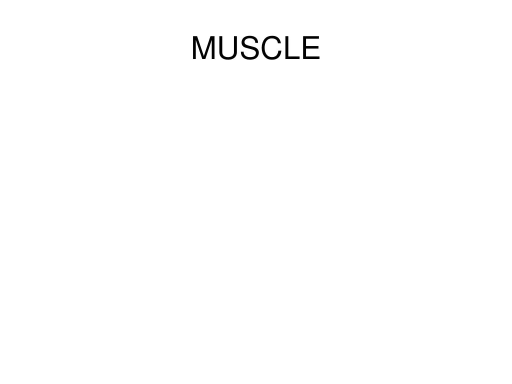 PPT - MUSCLE PowerPoint Presentation, free download - ID:5757519