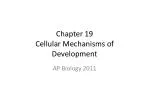 PPT - Genetic and Cellular Mechanisms of Pattern Formation PowerPoint ...