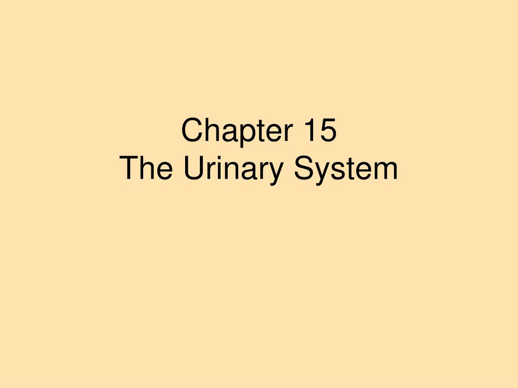 PPT - Chapter 15 The Urinary System PowerPoint Presentation, free ...
