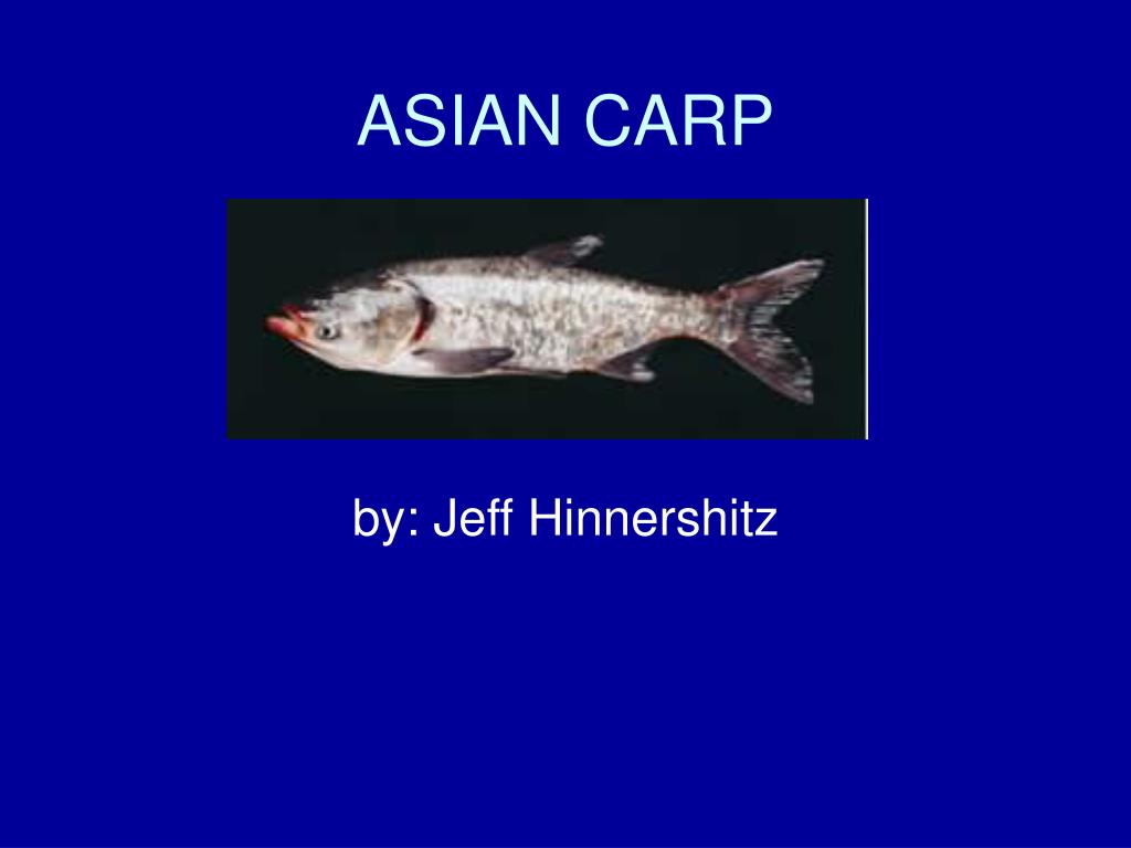 PPT - ASIAN CARP PowerPoint Presentation, free download - ID:5766521