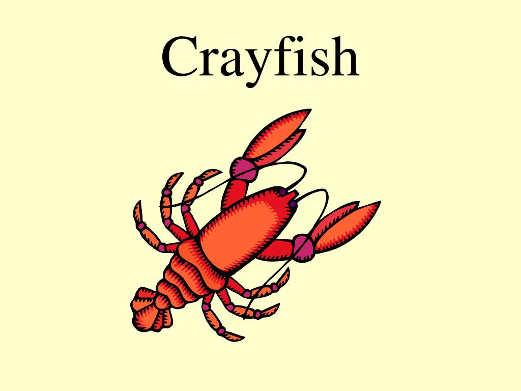 PPT - Crayfish PowerPoint Presentation, free download - ID:5769779