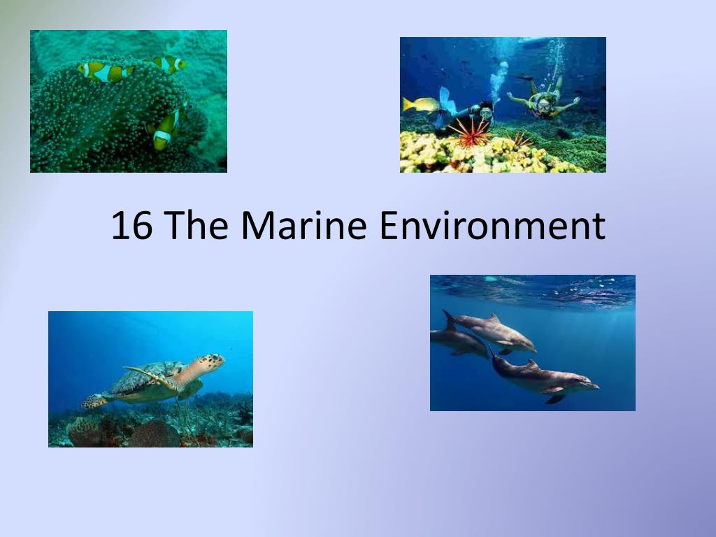 PPT - 16 The Marine Environment PowerPoint Presentation, free download ...