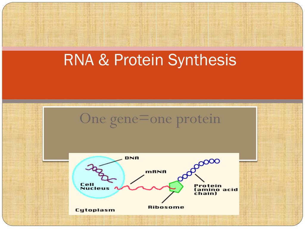 PPT - RNA & Protein Synthesis PowerPoint Presentation, free download ...