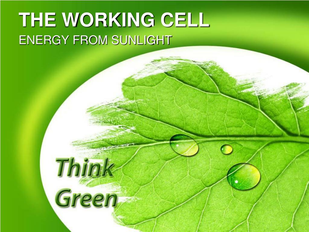 PPT - THE WORKING CELL PowerPoint Presentation, free download - ID:5780776