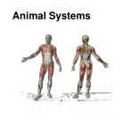 PPT - Animal Body Systems PowerPoint Presentation, free download - ID ...