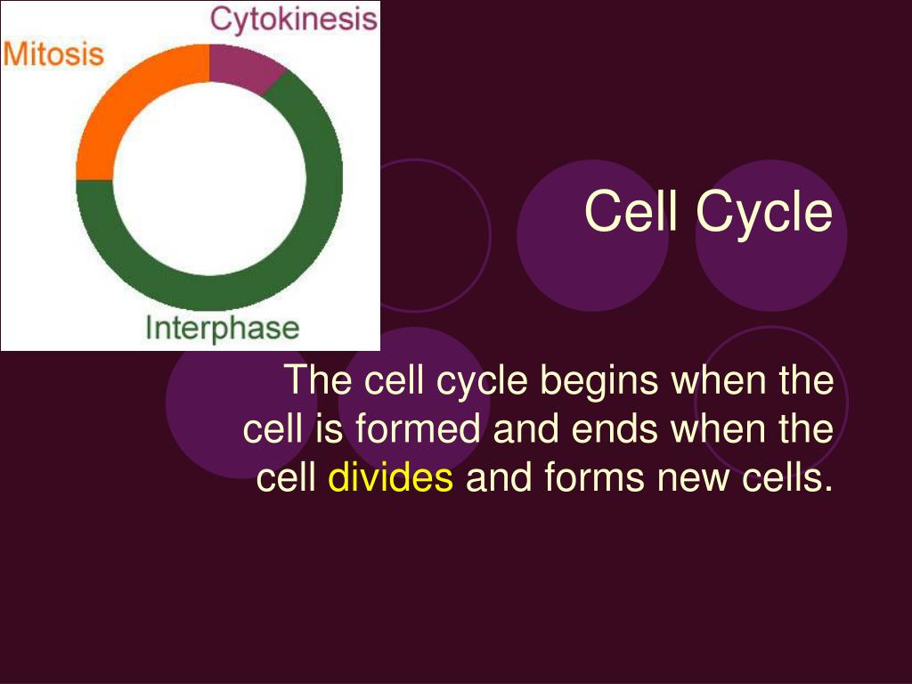 PPT - Cell Cycle PowerPoint Presentation, free download - ID:5784455