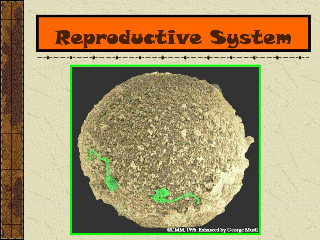 PPT - Reproductive System PowerPoint Presentation, free download - ID ...