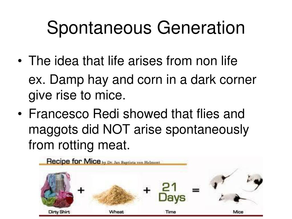 PPT - Spontaneous Generation PowerPoint Presentation, free download ...