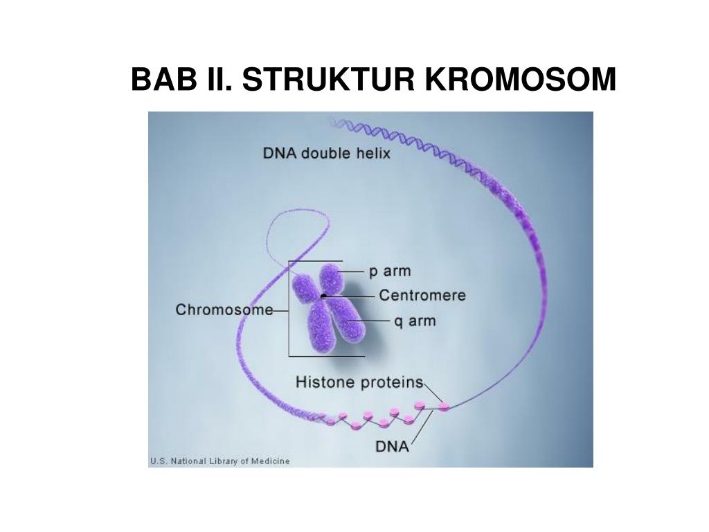 PPT - BAB II. STRUKTUR KROMOSOM PowerPoint Presentation, free download ...