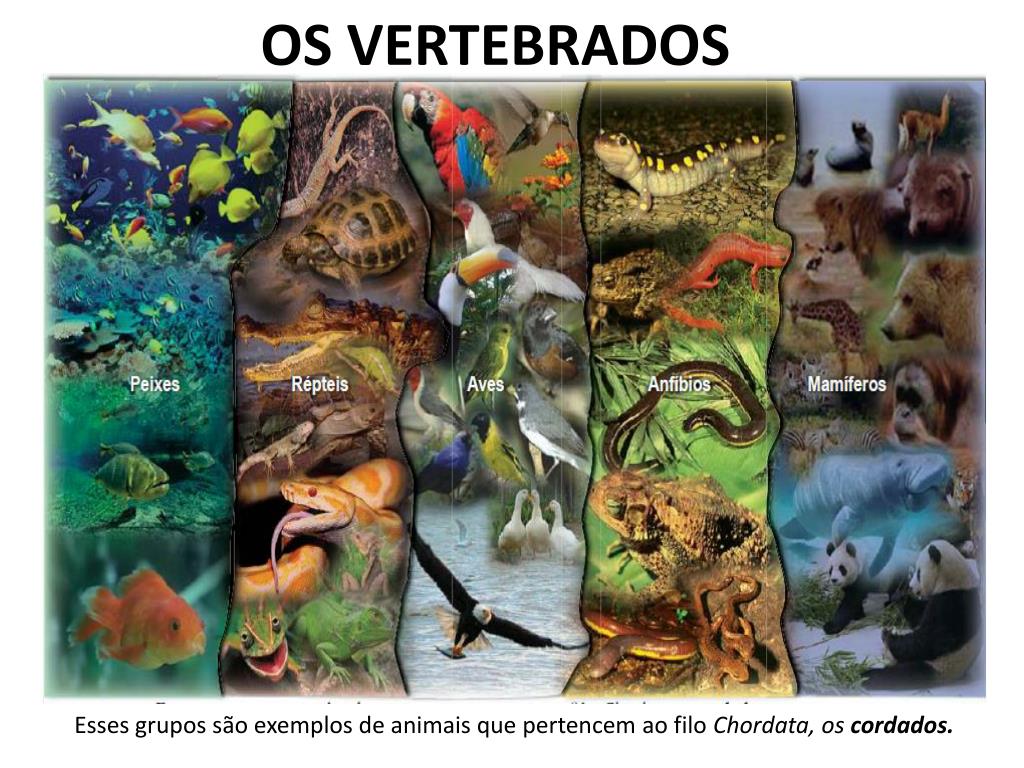 PPT - OS VERTEBRADOS PowerPoint Presentation, free download - ID:5792898