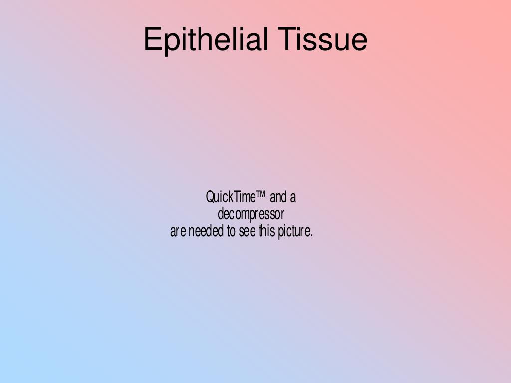 PPT - Epithelial Tissue PowerPoint Presentation, free download - ID:5796260