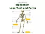PPT - Bipedalism! PowerPoint Presentation, free download - ID:2133678