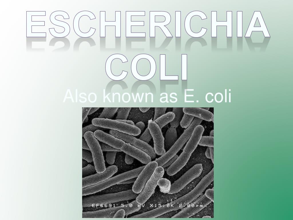 PPT - Also known as E. coli PowerPoint Presentation, free download - ID ...
