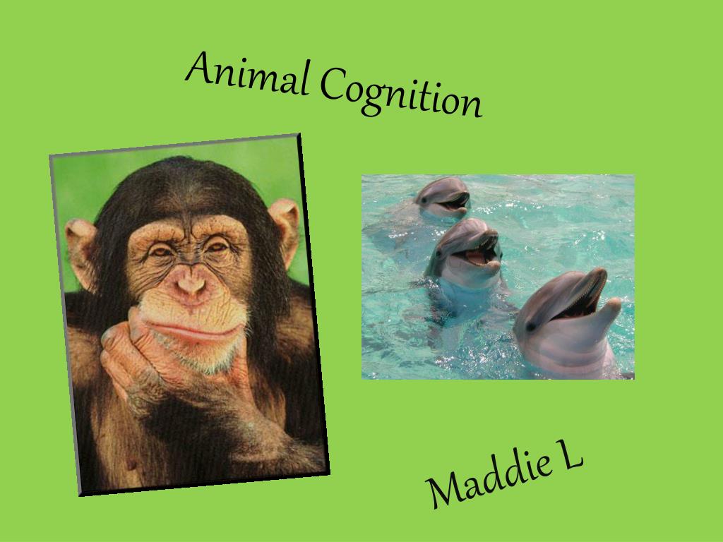 PPT - Animal Cognition PowerPoint Presentation, free download - ID:5815513