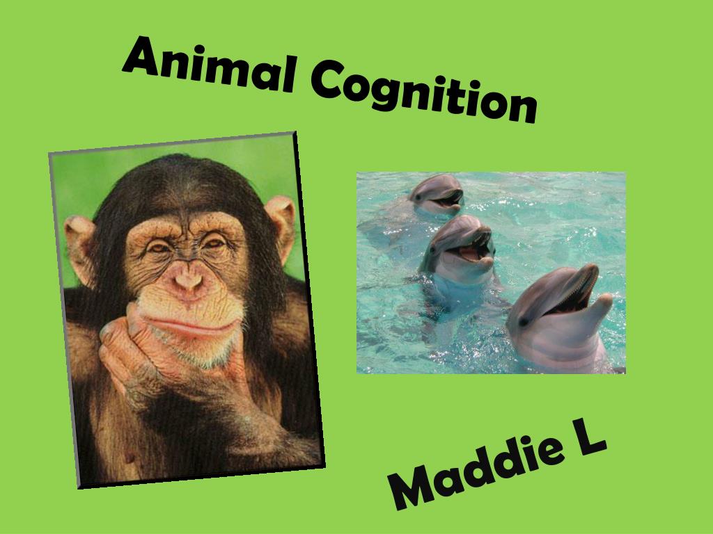 PPT - Animal Cognition PowerPoint Presentation, free download - ID:5815523