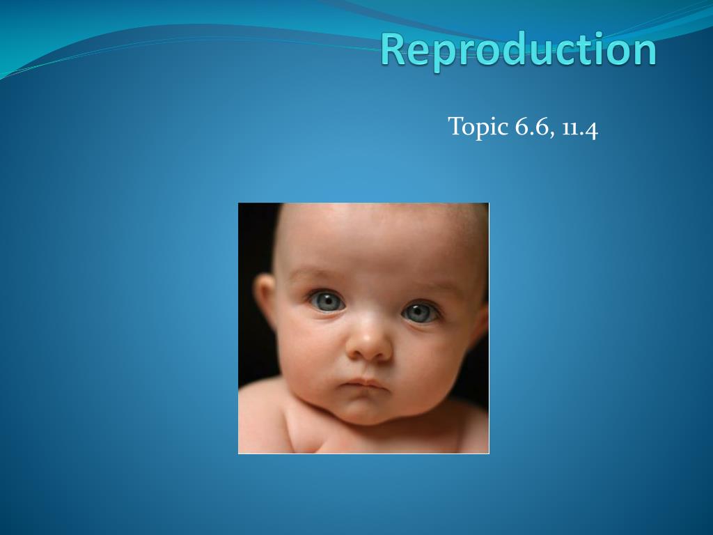 PPT - Reproduction PowerPoint Presentation, free download - ID:5826588