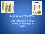 PPT - Life Cycle of Macroinvertebrates PowerPoint Presentation, free ...