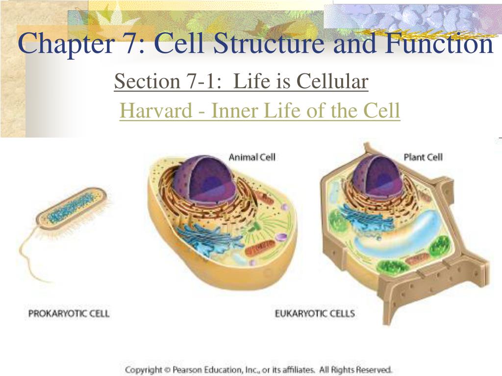 PPT - Chapter 7: Cell Structure and Function PowerPoint Presentation ...