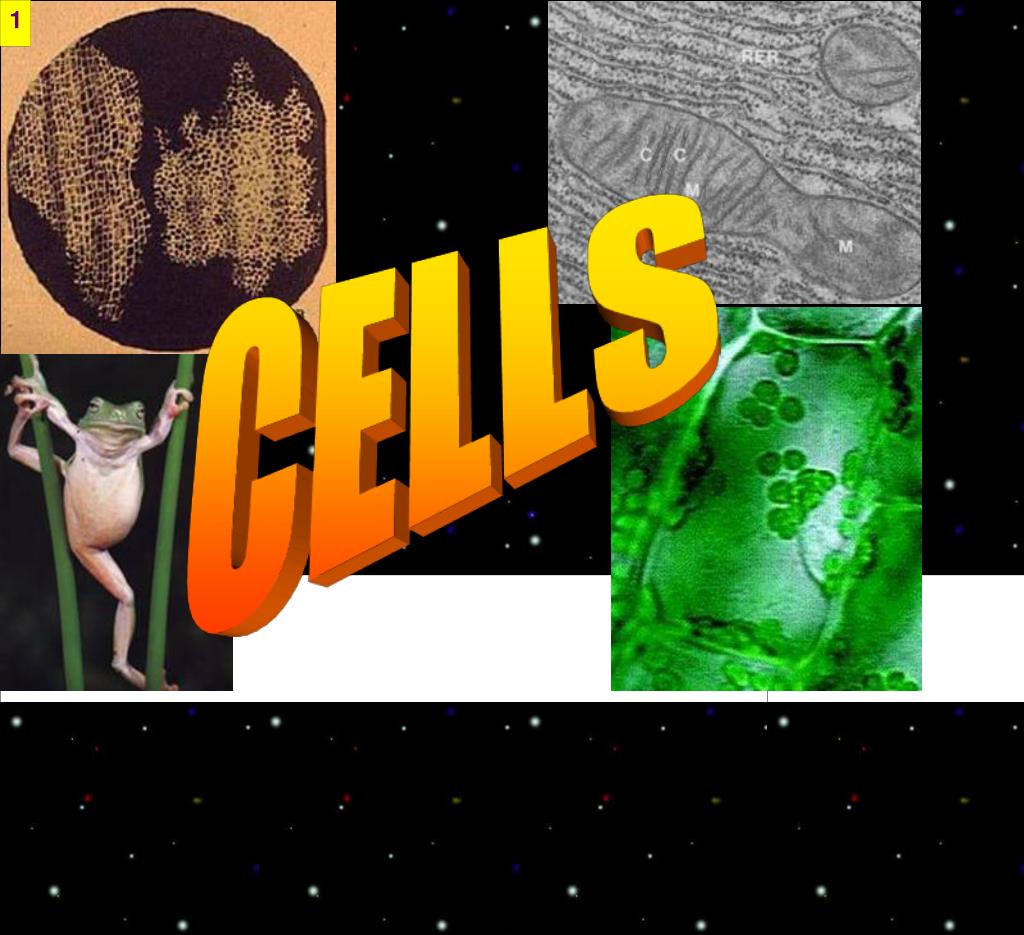 PPT - Cell Theory PowerPoint Presentation, free download - ID:5836011