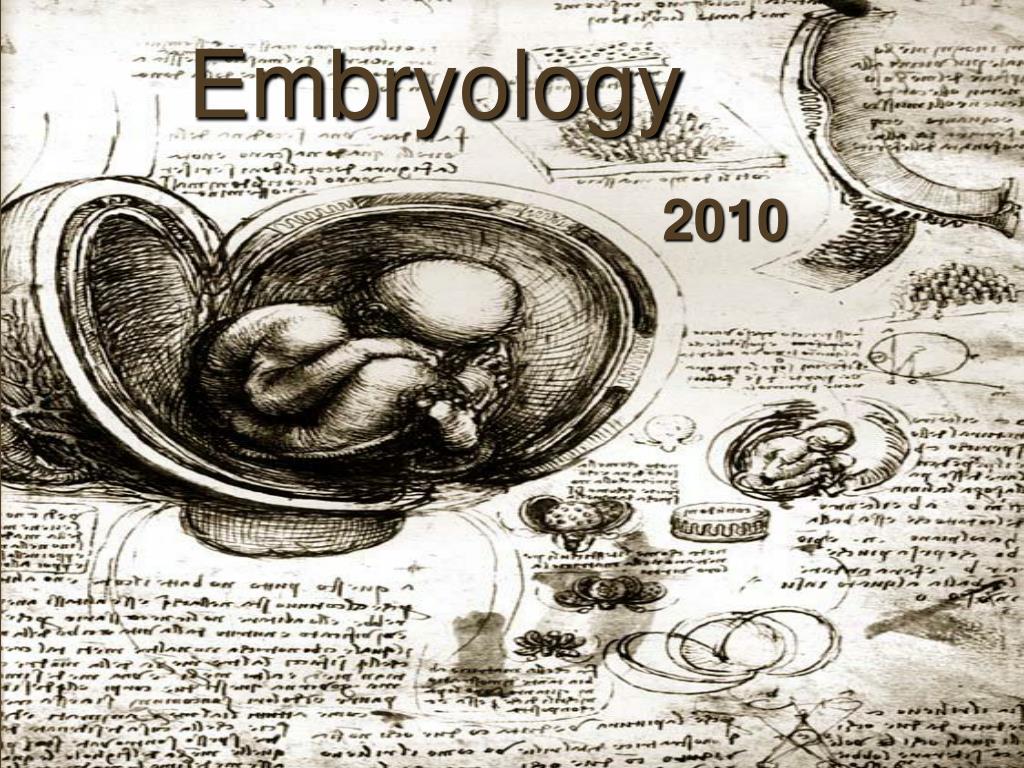 PPT - Embryology PowerPoint Presentation, free download - ID:5836925