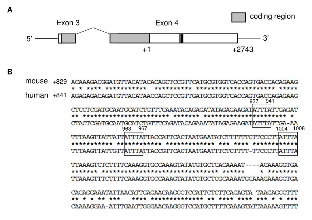 PPT - Coding Sequence Variations in Exon 3 and Exon 4 of Human and ...