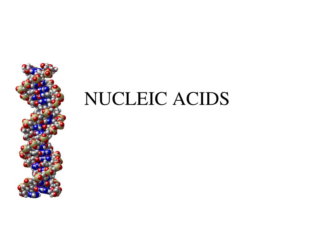 PPT - NUCLEIC ACIDS PowerPoint Presentation, free download - ID:5871802