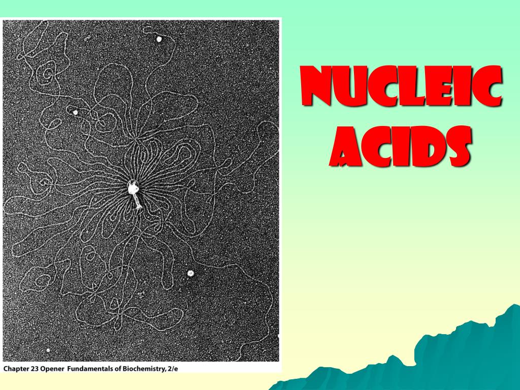 Ppt Nucleic Acids Powerpoint Presentation Free Download Id5871818 7985