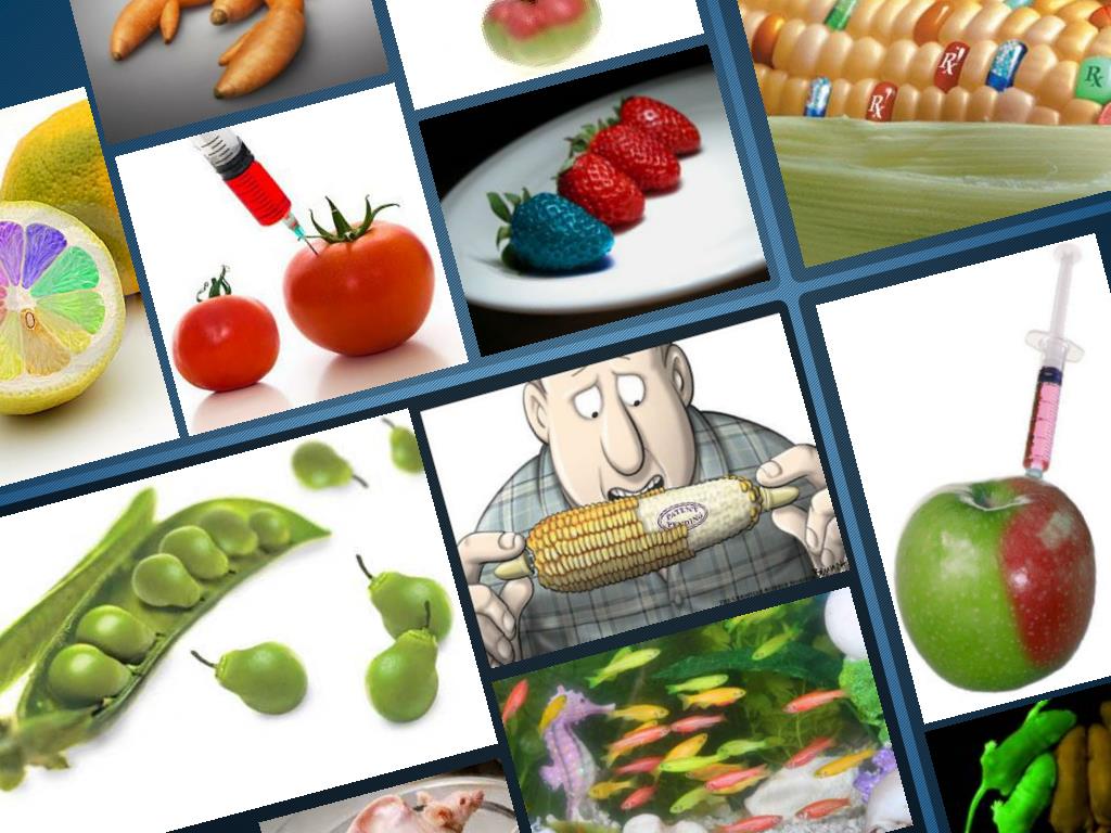 PPT - GMO : Genetically Modified Organism Genetic engineering Selective ...