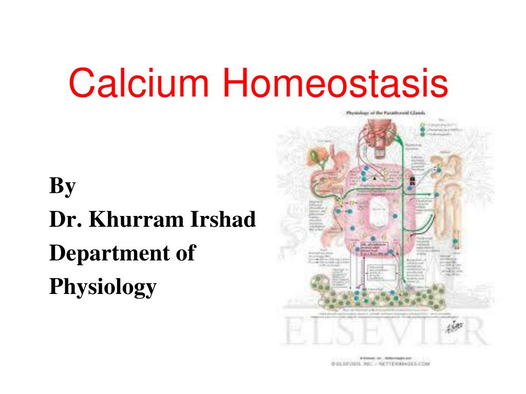 PPT - Calcium Homeostasis PowerPoint Presentation, free download - ID ...