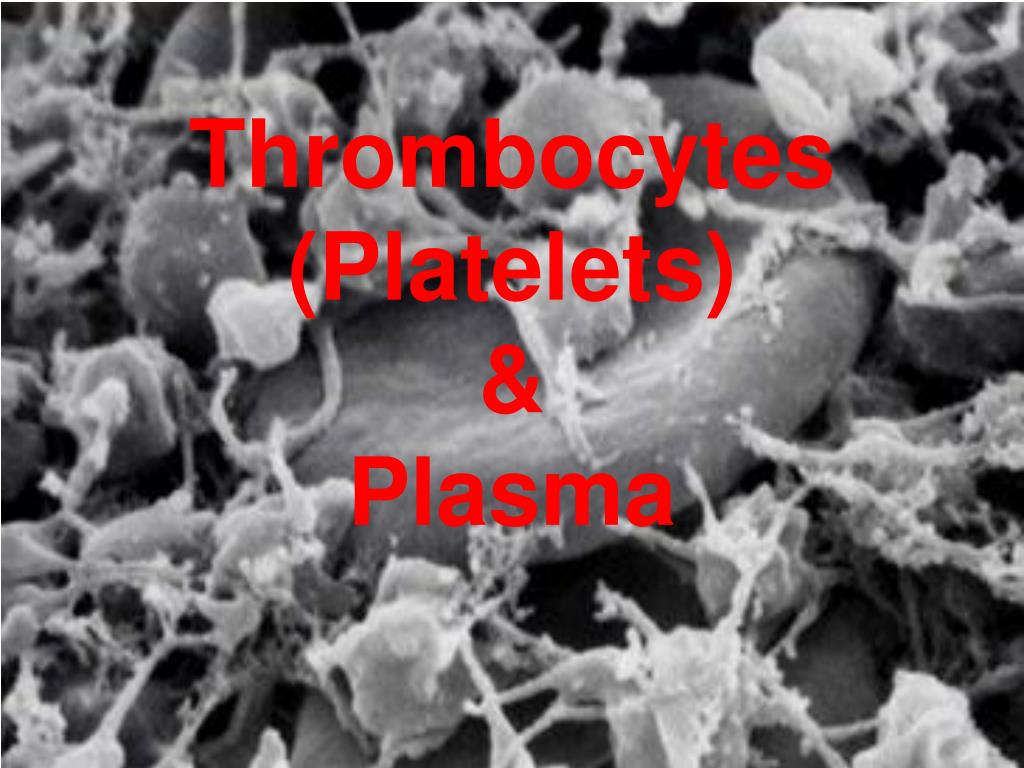 PPT - Thrombocytes (Platelets) & Plasma PowerPoint Presentation, free ...