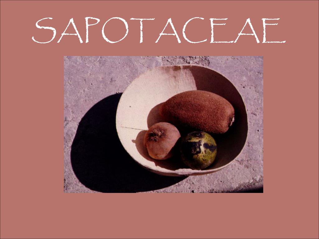 PPT - SAPOTACEAE PowerPoint Presentation, free download - ID:5880512