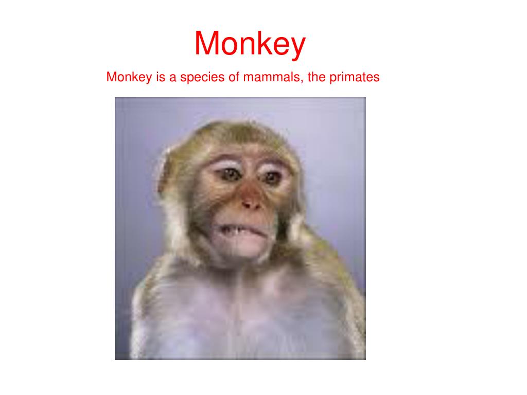 PPT - Monkey PowerPoint Presentation, free download - ID:5889564