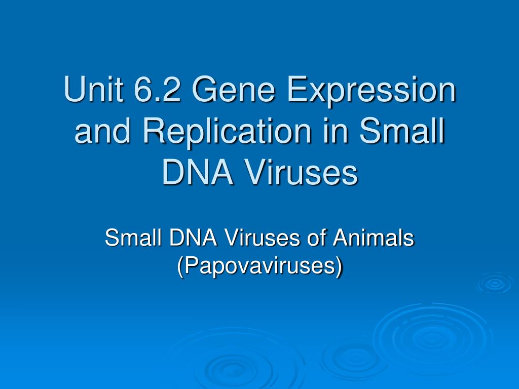 PPT - Unit 6.2 Gene Expression and Replication in Small DNA Viruses ...