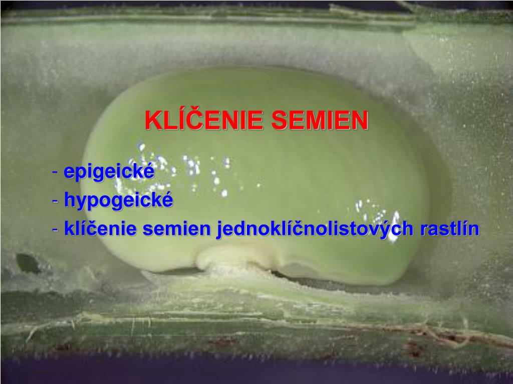 PPT - KLÍČENIE SEMIEN PowerPoint Presentation, free download - ID:5909841