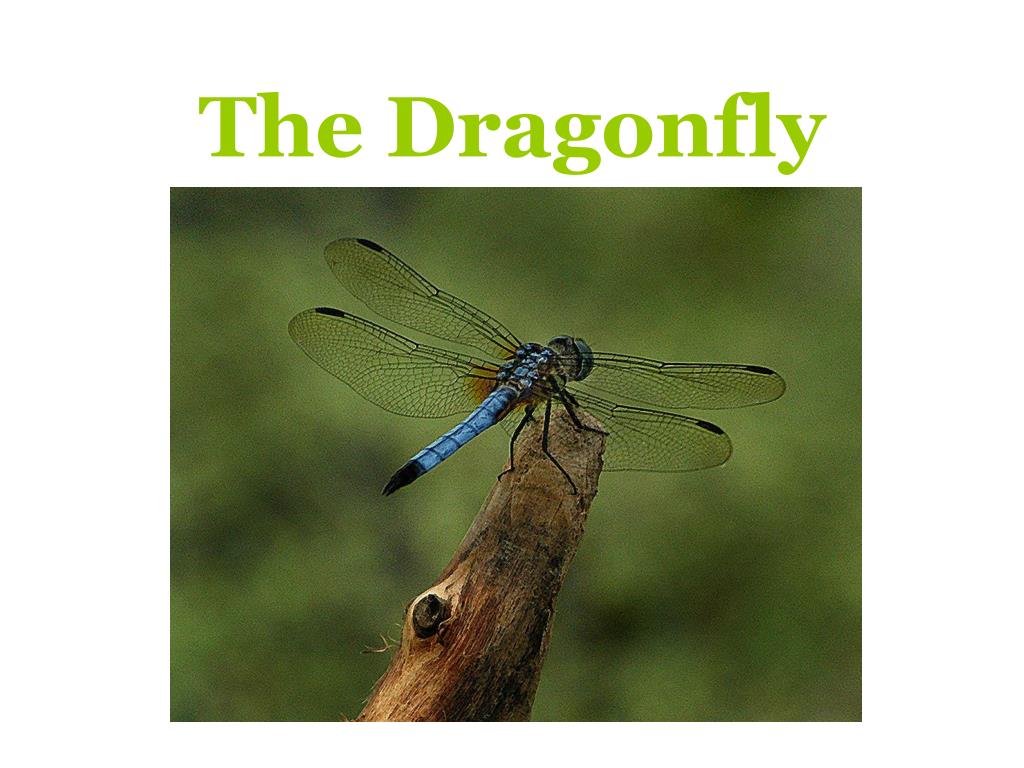 PPT - The Dragonfly PowerPoint Presentation, free download - ID:5911154