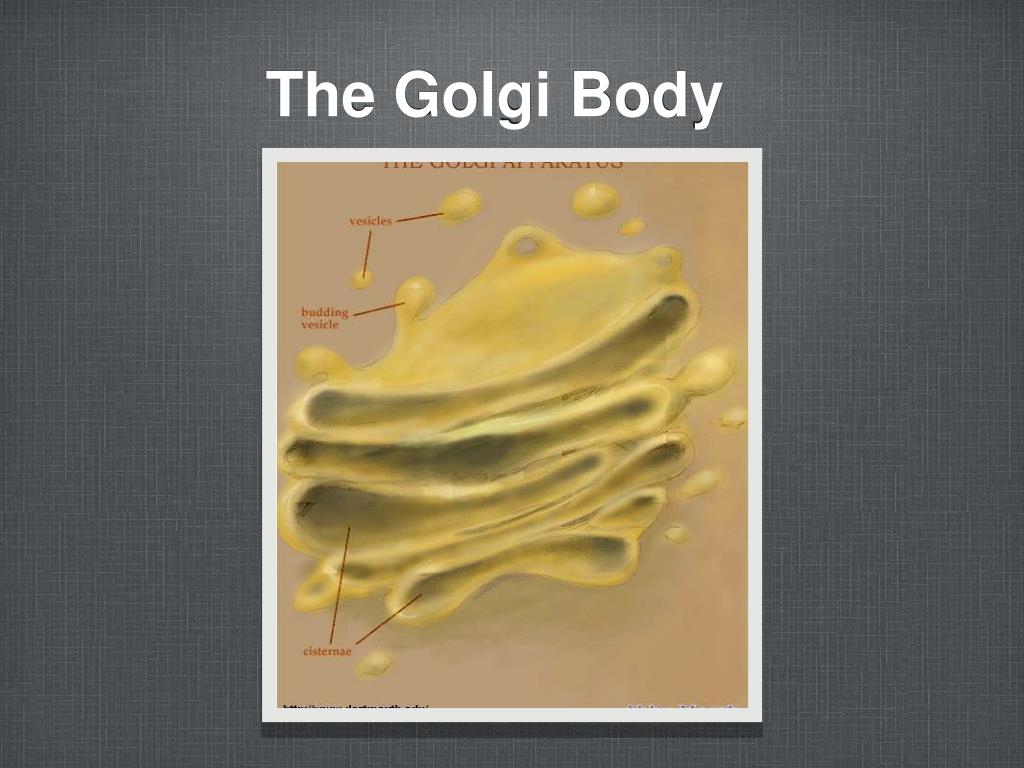 PPT - The Golgi Body PowerPoint Presentation, free download - ID:5926299