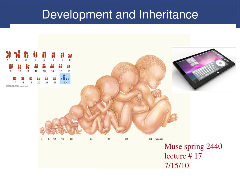 PPT - Development and Inheritance PowerPoint Presentation, free ...