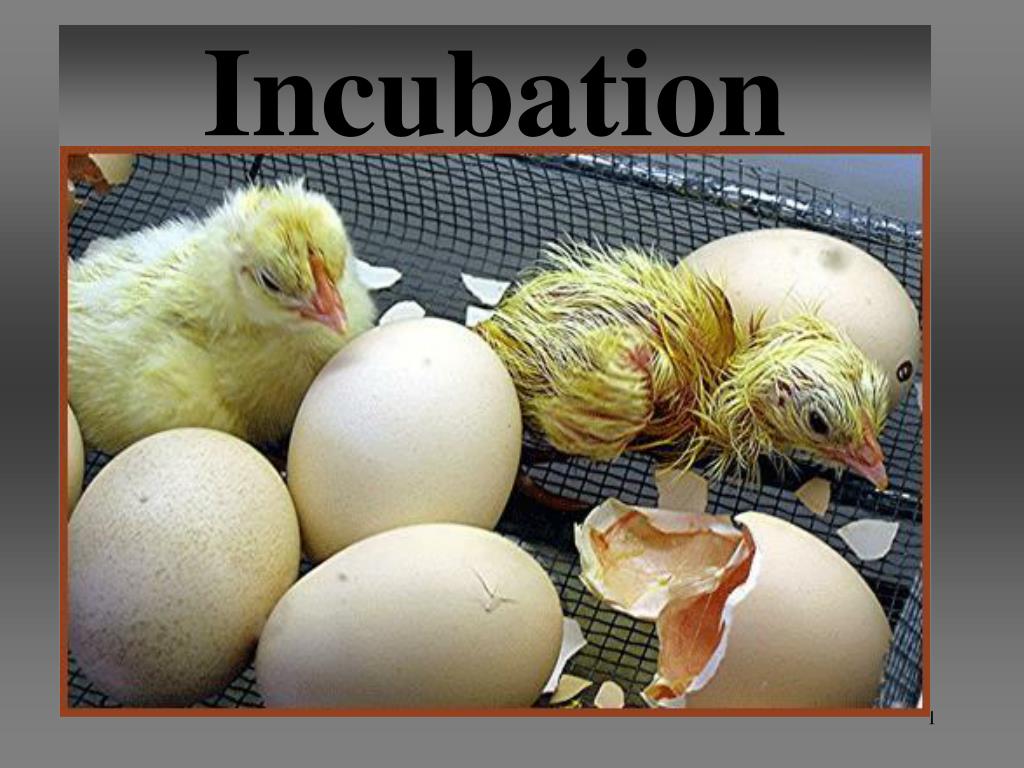 PPT - Incubation PowerPoint Presentation, free download - ID:5937600