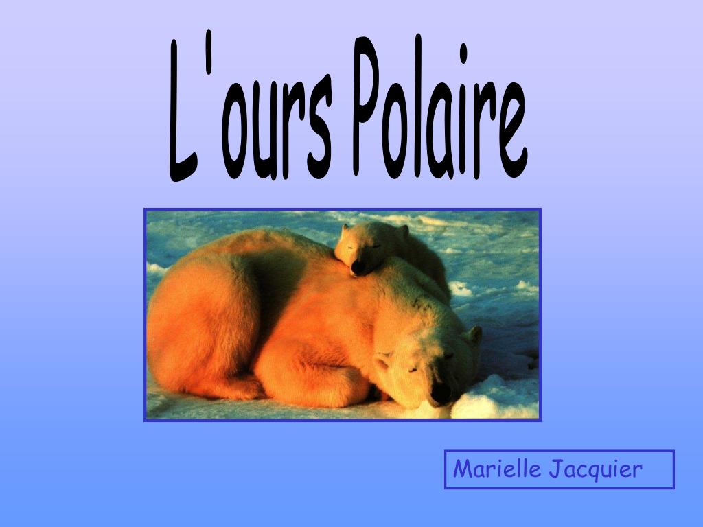 PPT - L'ours Polaire PowerPoint Presentation, free download - ID:5949481
