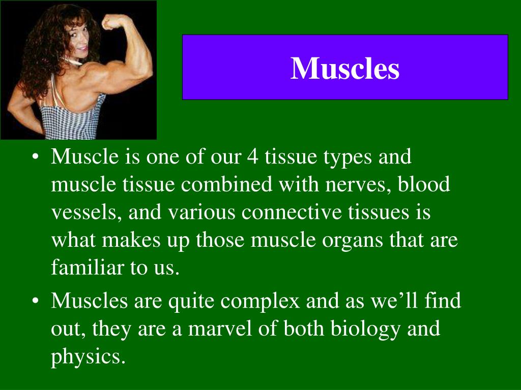 PPT - Muscles PowerPoint Presentation, free download - ID:5969832