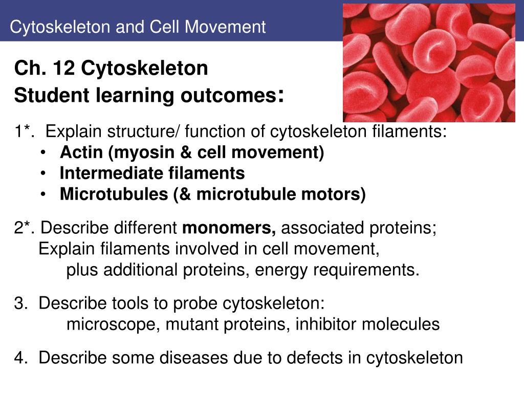 PPT - Cytoskeleton and Cell Movement PowerPoint Presentation, free ...