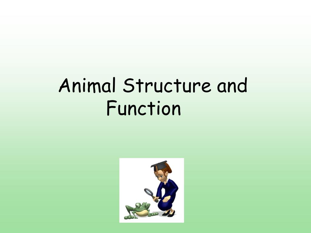 PPT - Animal Structure and Function PowerPoint Presentation, free ...