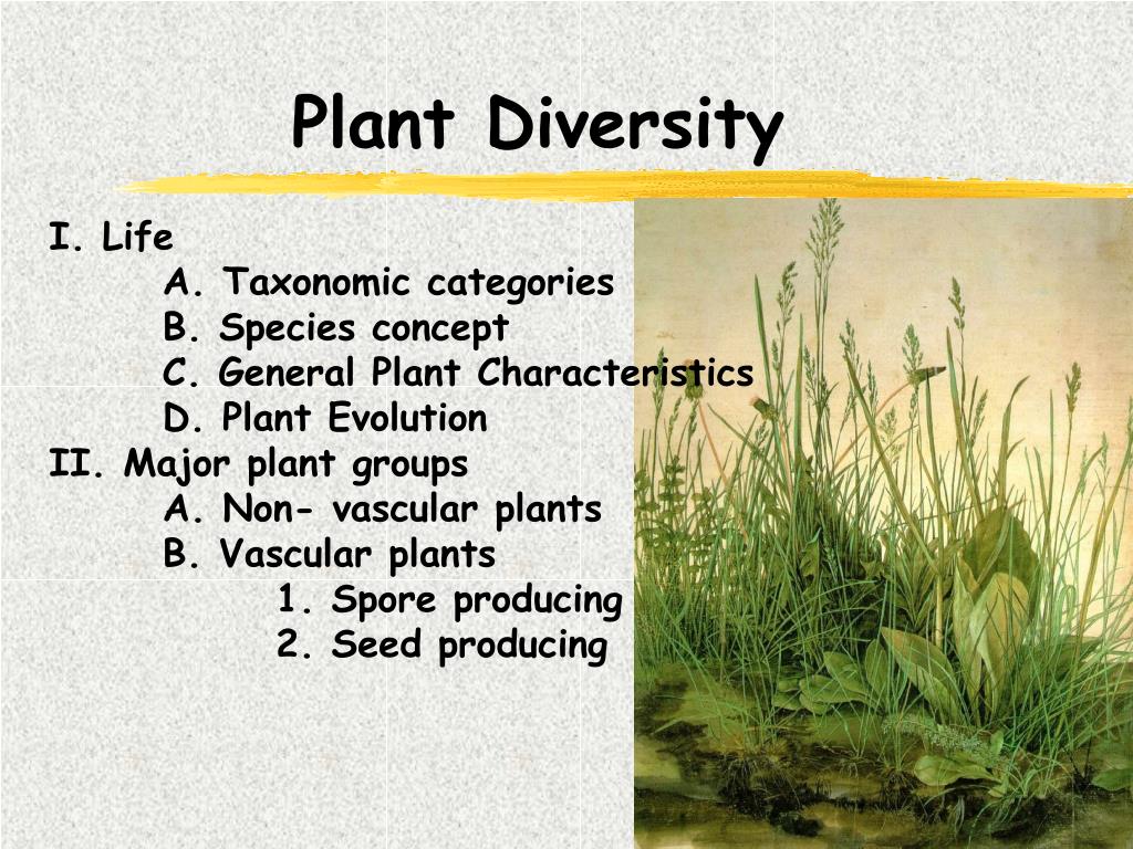 PPT - Plant Diversity PowerPoint Presentation, free download - ID:5991241