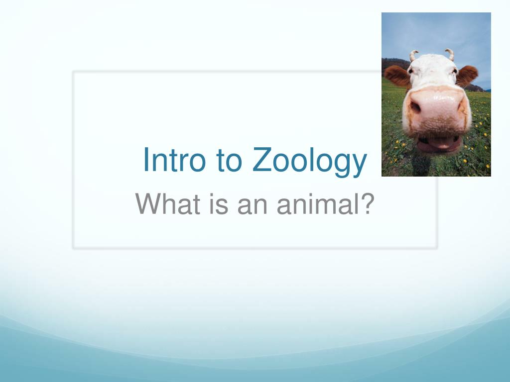 PPT - Intro to Zoology PowerPoint Presentation, free download - ID:5998438