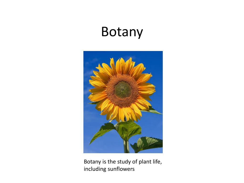 PPT - Botany PowerPoint Presentation, free download - ID:6015945