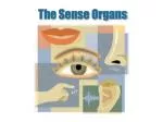 PPT - The Sense Organs PowerPoint Presentation, free download - ID:9221709