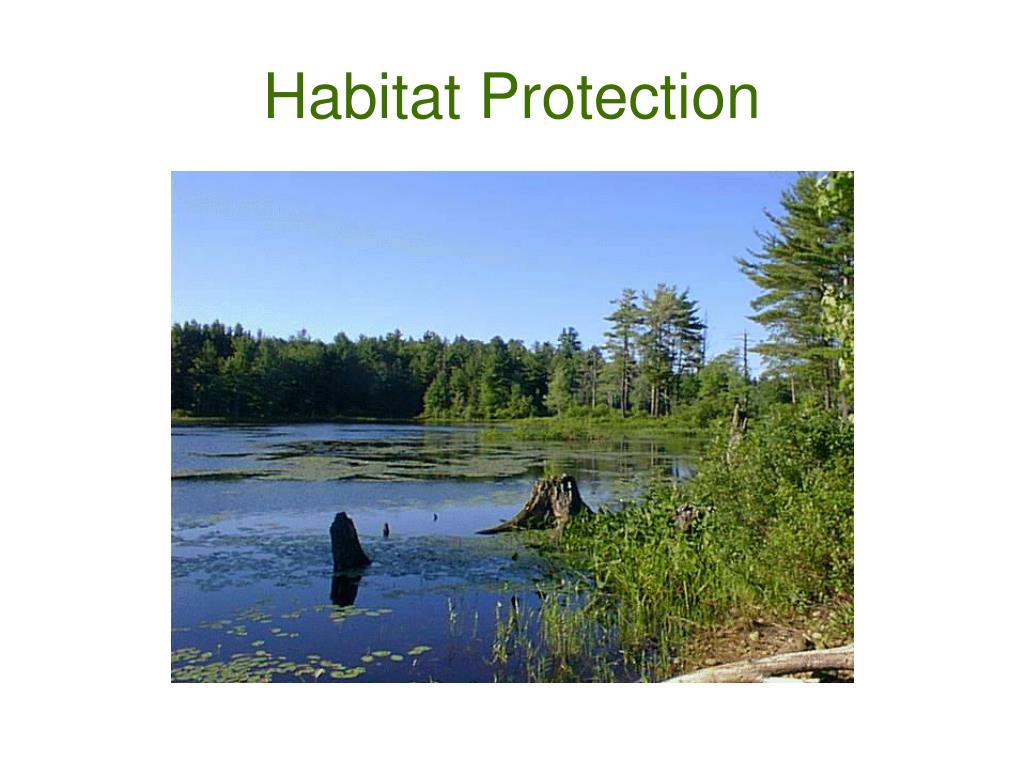 PPT - Habitat Protection PowerPoint Presentation, free download - ID ...