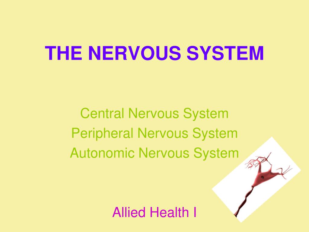 PPT - THE NERVOUS SYSTEM PowerPoint Presentation, free download - ID ...