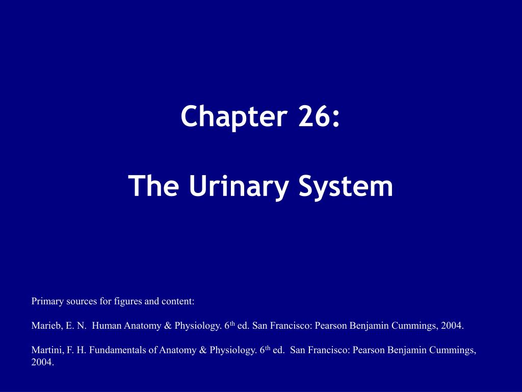 PPT - Chapter 26: The Urinary System PowerPoint Presentation, free ...