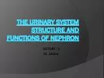 PPT - Functions of the urinary system PowerPoint Presentation, free download - ID:6047693